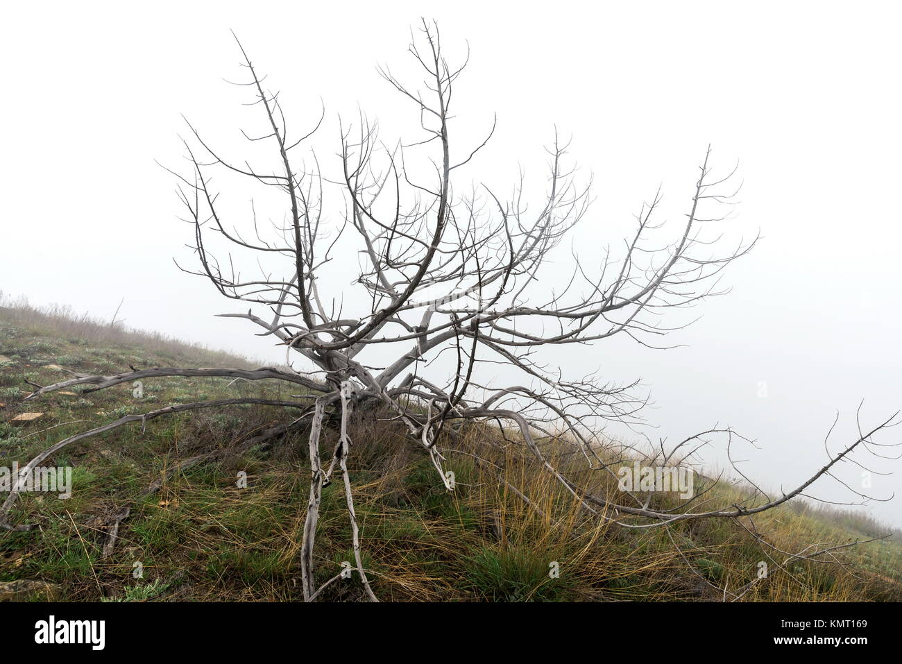 Dead trees in the fog. Scary mystical landscape Stock Photo - Alamy