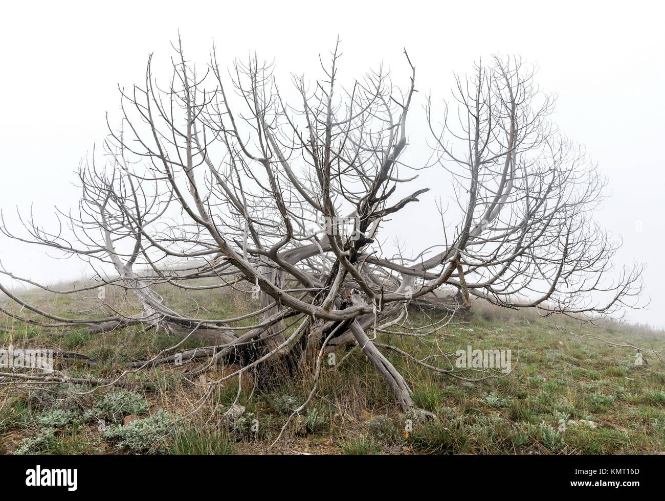 Dead trees in the fog. Scary mystical landscape Stock Photo - Alamy