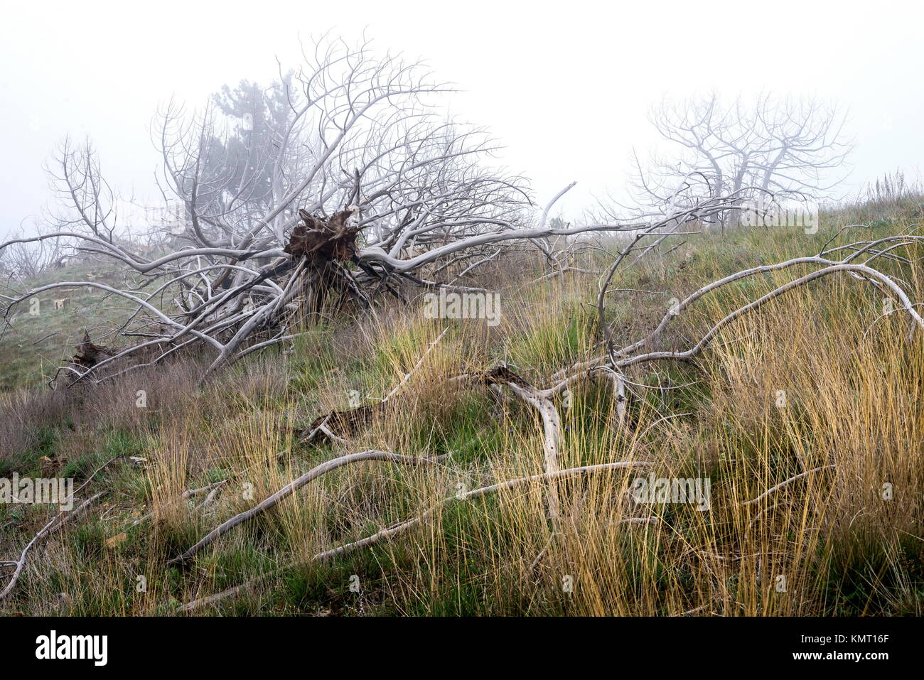 Dead trees in the fog. Scary mystical landscape Stock Photo - Alamy