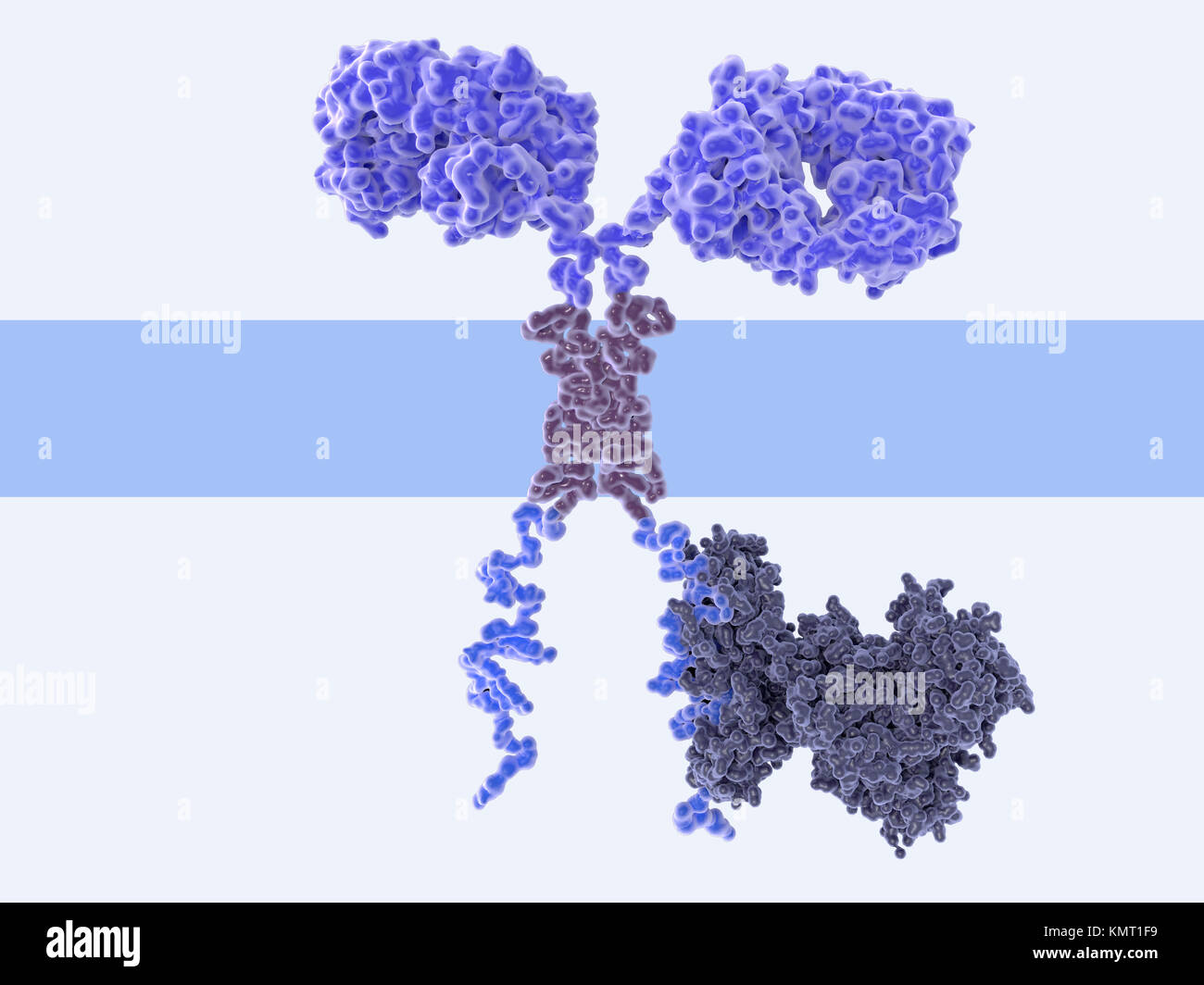 Illustration of a chimeric antigen receptor (CAR) spanning the cell ...