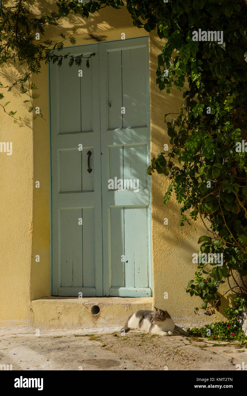 Cat lying under the sun Stock Photo - Alamy