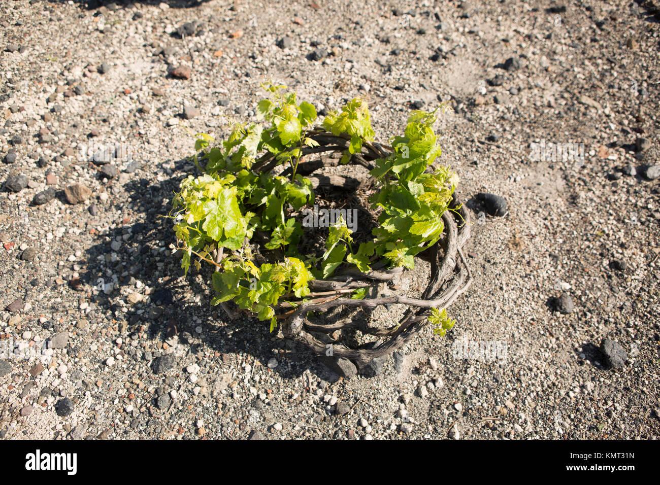 Assyrtico grape variety, Santorini traditional grape vine shaped in a ...