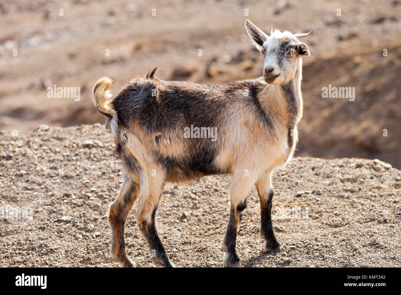 Grey goat hi-res stock photography and images - Alamy