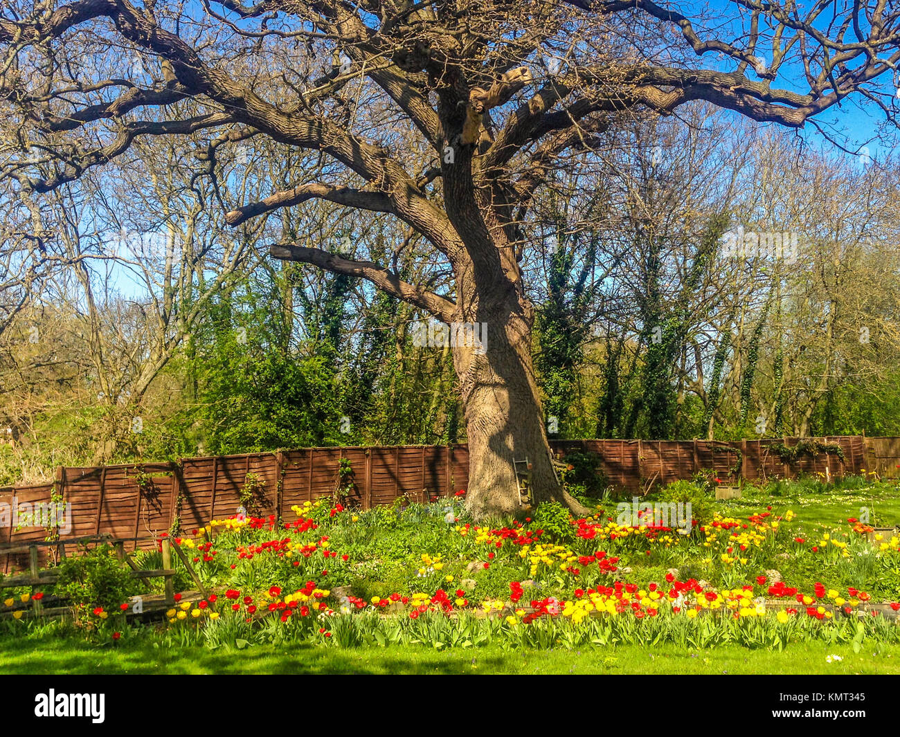 large old oak tree sreading its branches over a natural garden of red ...