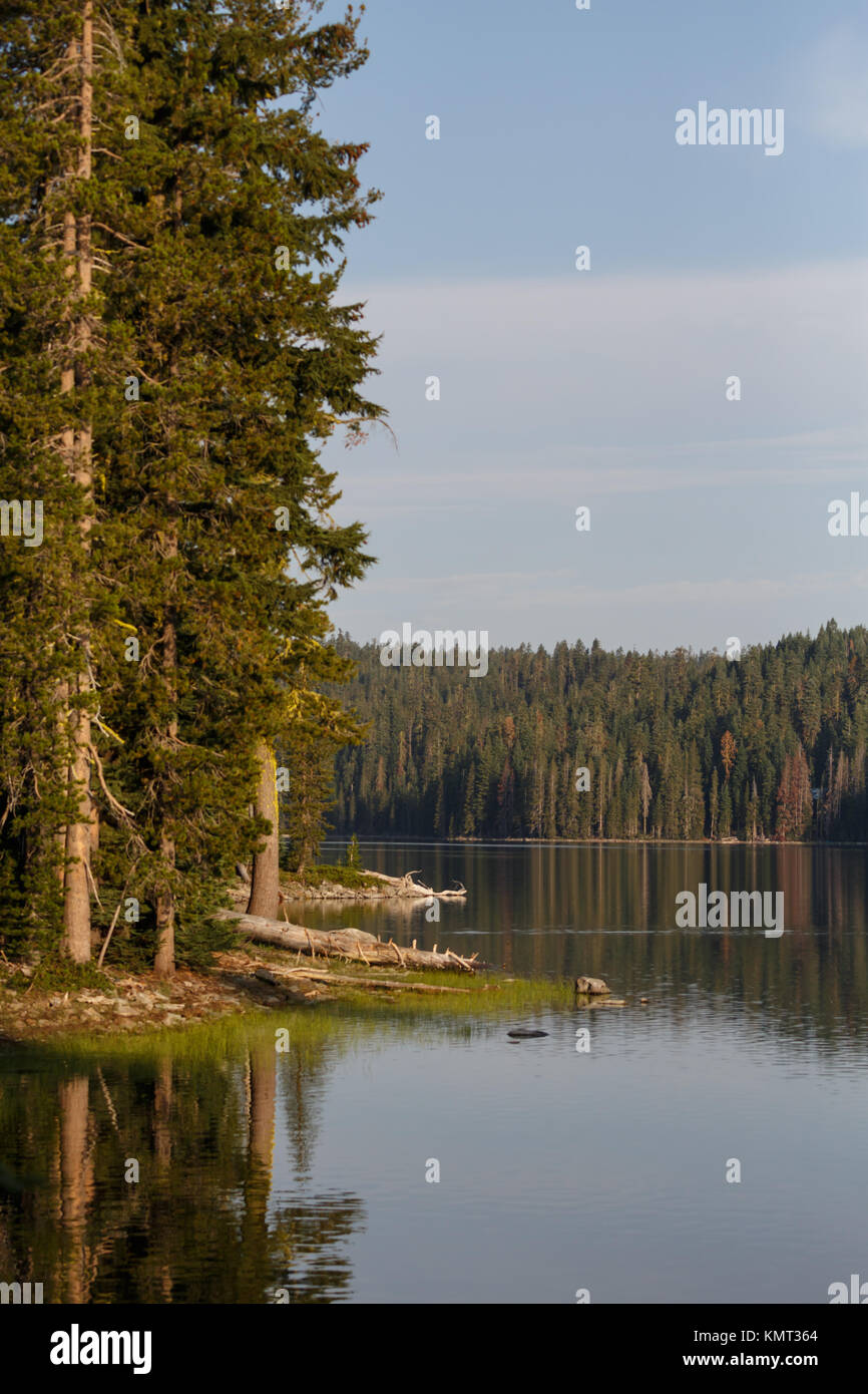 Alpine lake shoreline with reflections of tall pine forest in calm ...