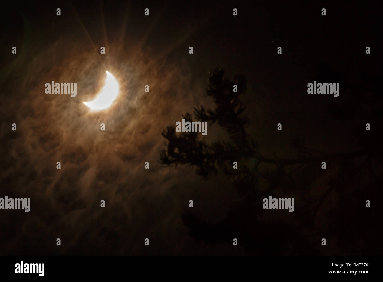 Solar eclipse seen through a ring of multicolored clouds with pine tree ...