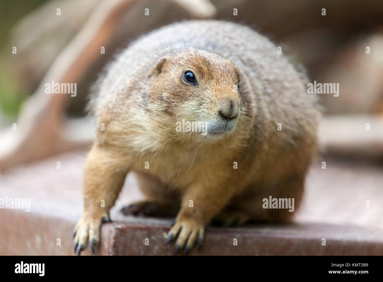 groundhog sits on ground and looks to the side Stock Photo - Alamy