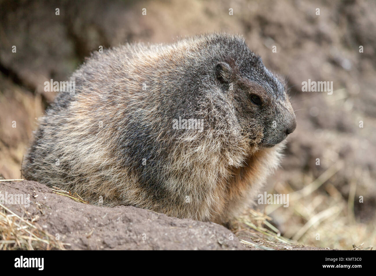 groundhog sits on ground and looks to the side Stock Photo - Alamy