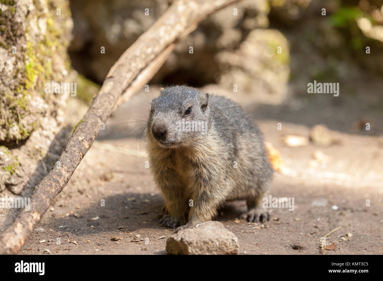 groundhog sits on ground and looks to the side Stock Photo - Alamy