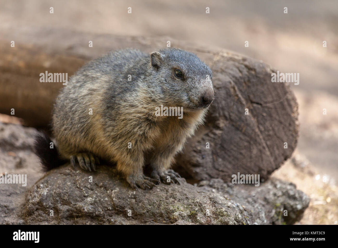 Ground hog day punxsutawney hi-res stock photography and images - Alamy