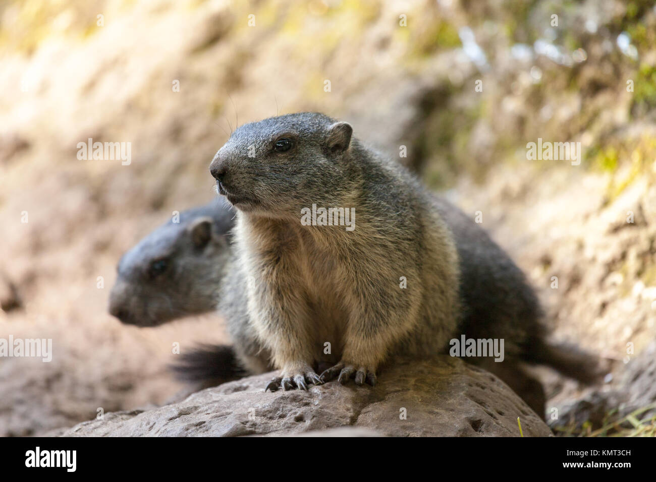 Hog dog hi-res stock photography and images - Alamy
