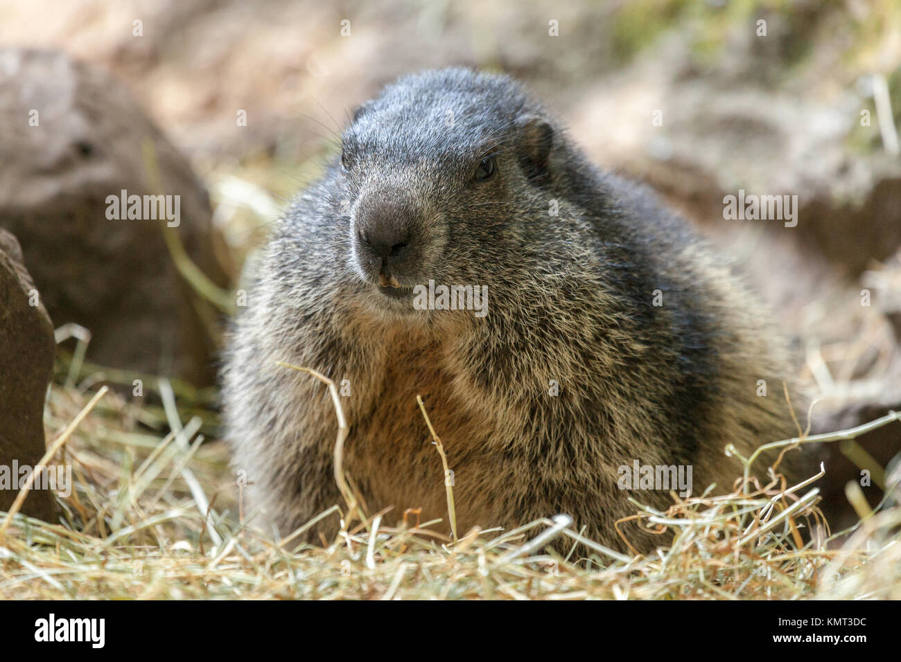 Sits on ground hi-res stock photography and images - Alamy