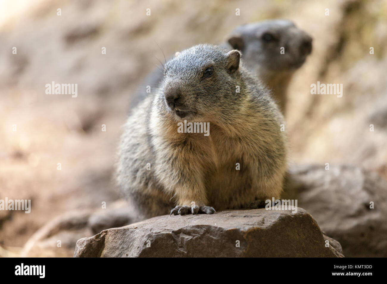 groundhog sits on ground and looks to the side Stock Photo - Alamy