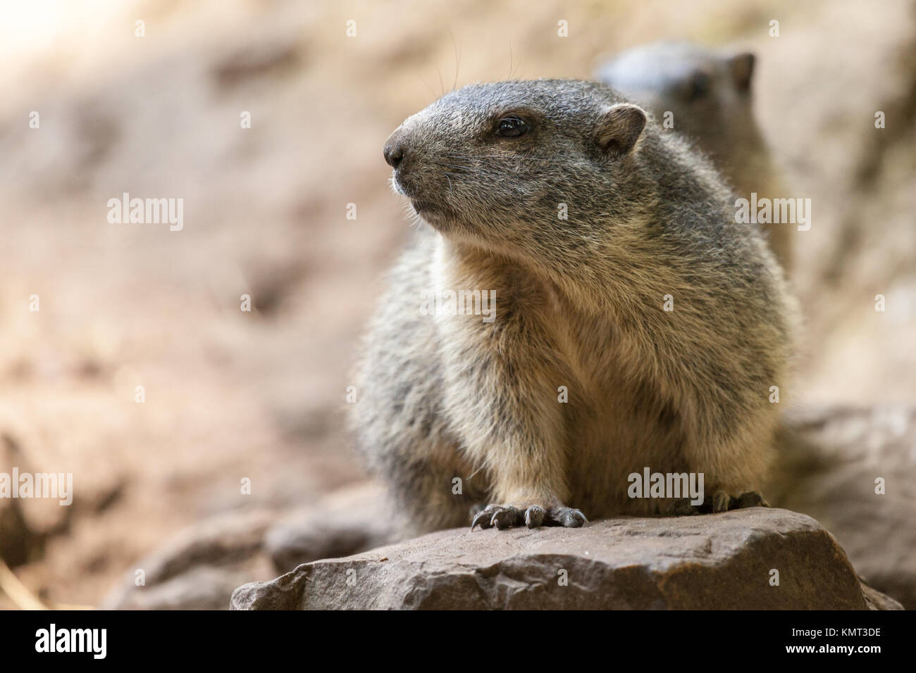 groundhog sits on ground and looks to the side Stock Photo - Alamy