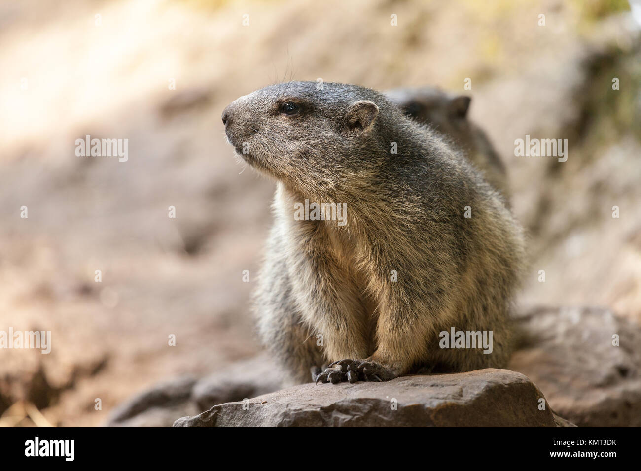 Ground hog day punxsutawney hi-res stock photography and images - Alamy