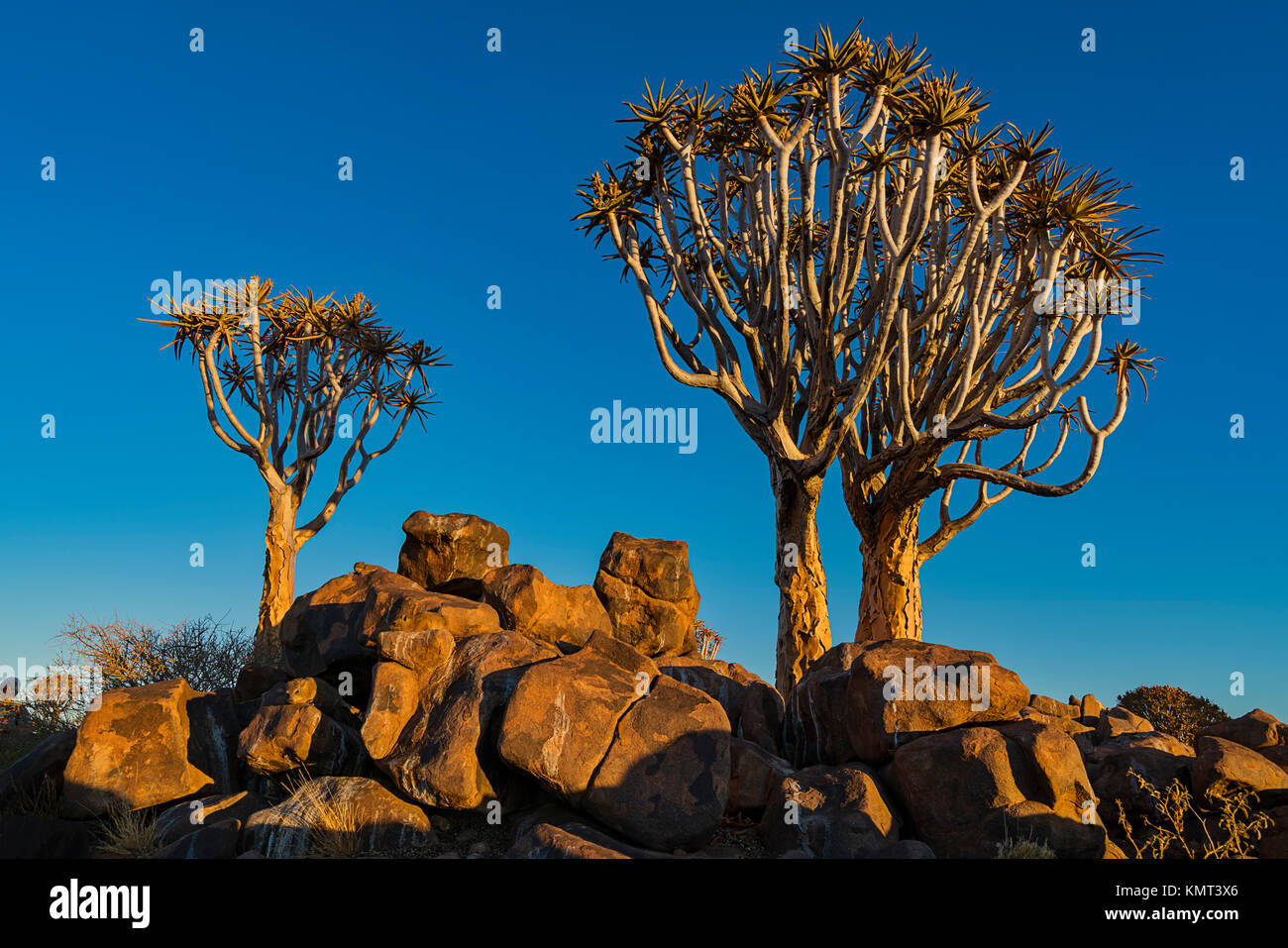 Quiver Tree Forest Stock Photo - Alamy