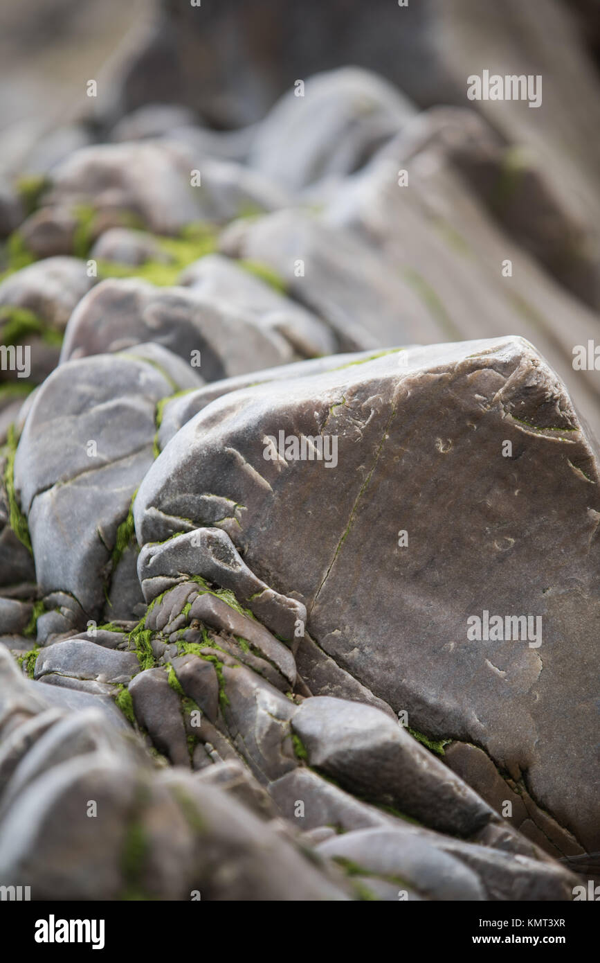 Wet Sea Rocks covered with Green Seaweeds - Coastal Scenery Background ...