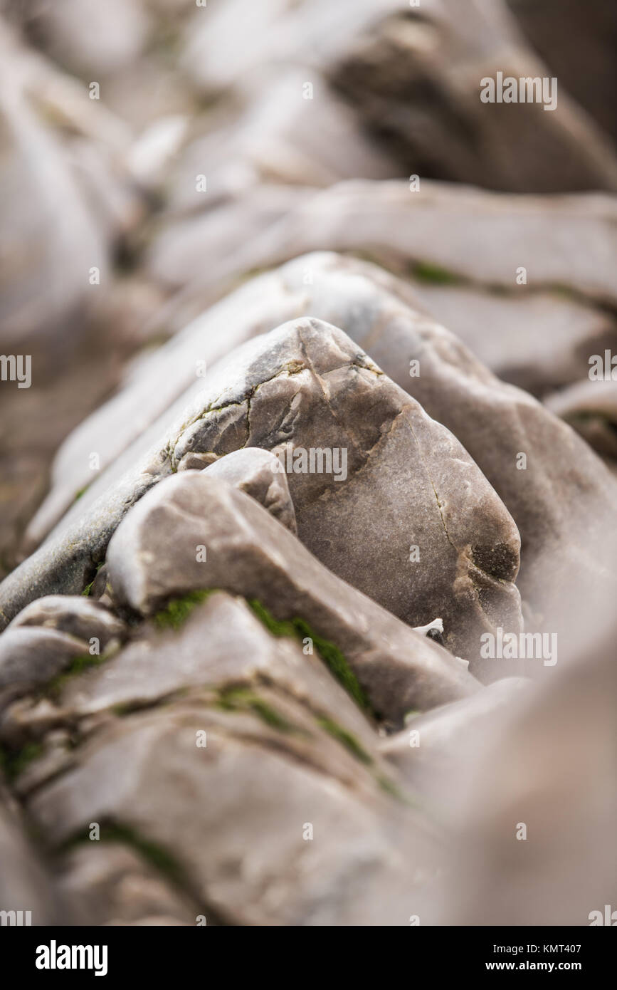 Wet Sea Rocks covered with Green Seaweeds - Coastal Scenery Background ...