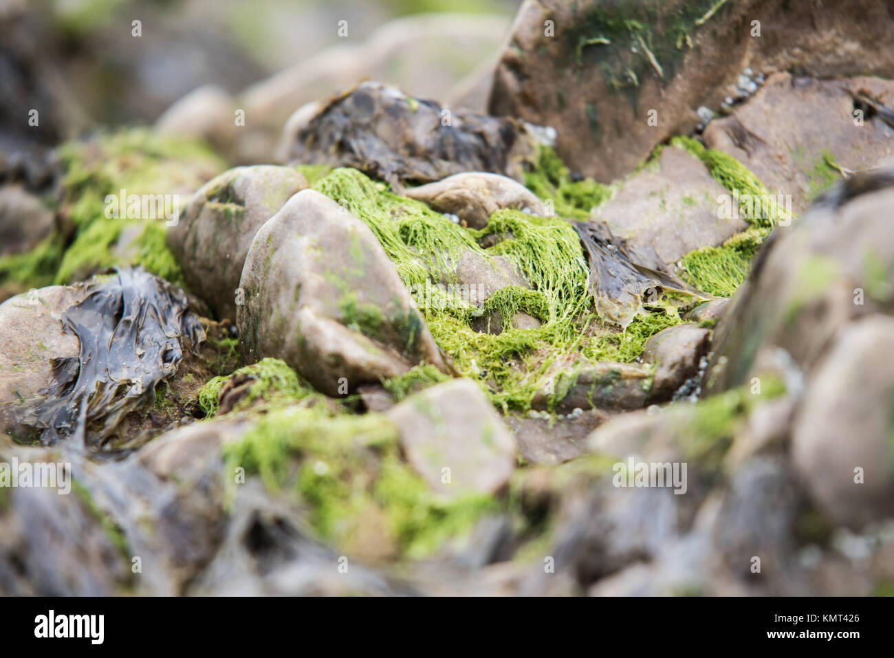 Wet Sea Rocks covered with Green Seaweeds - Coastal Scenery Background ...