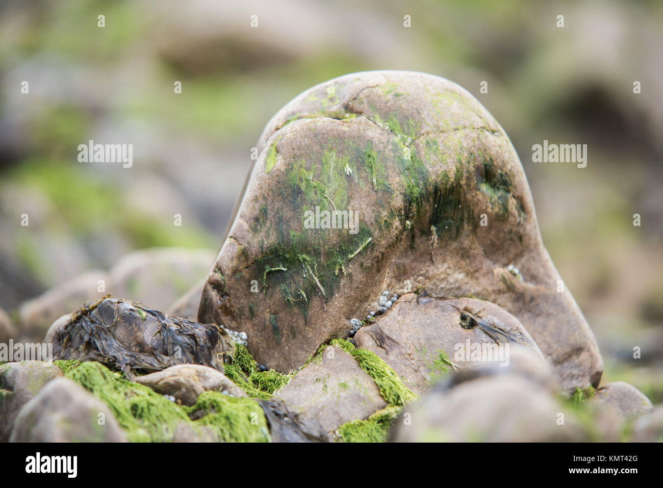 Wet Sea Rocks covered with Green Seaweeds - Coastal Scenery Background ...