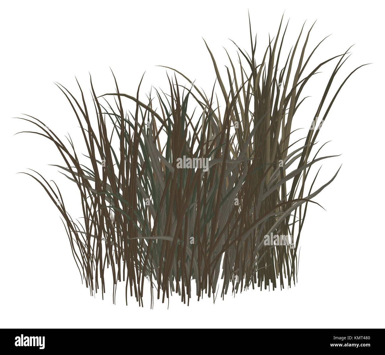 Dark grey dead grass on a white background Stock Photo - Alamy