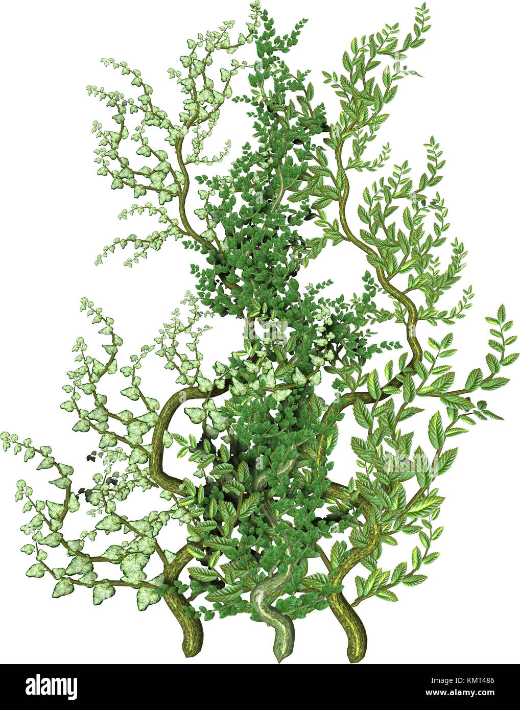 Green and white multi vines on a white background Stock Photo - Alamy