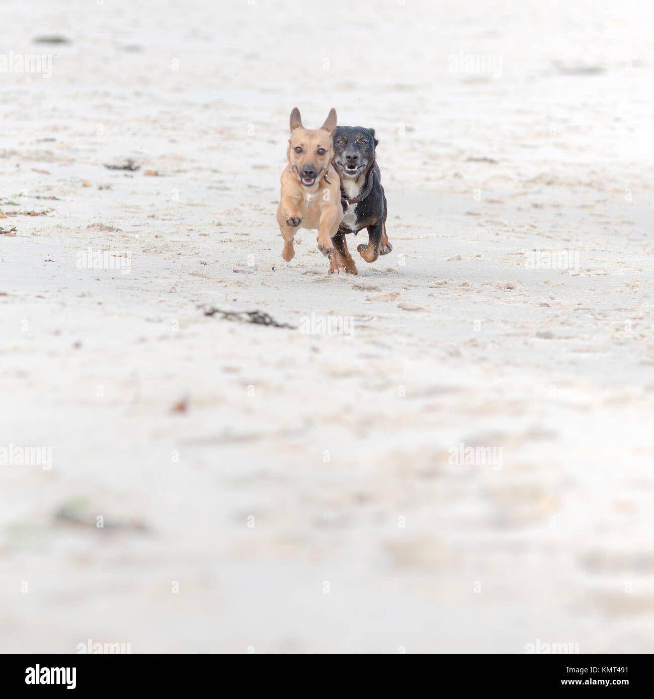 Joyful Dog Chase on a Beach - Two Happy Dogs Playing Stock Photo - Alamy