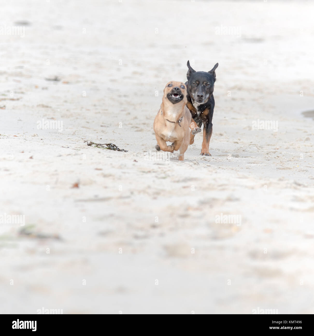 Joyful Dog Chase on a Beach - Two Happy Dogs Playing Stock Photo - Alamy