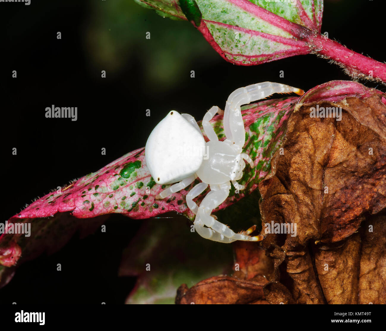 White Crab Spider or White Flower Spider (Thomisus spectabilis), Far ...