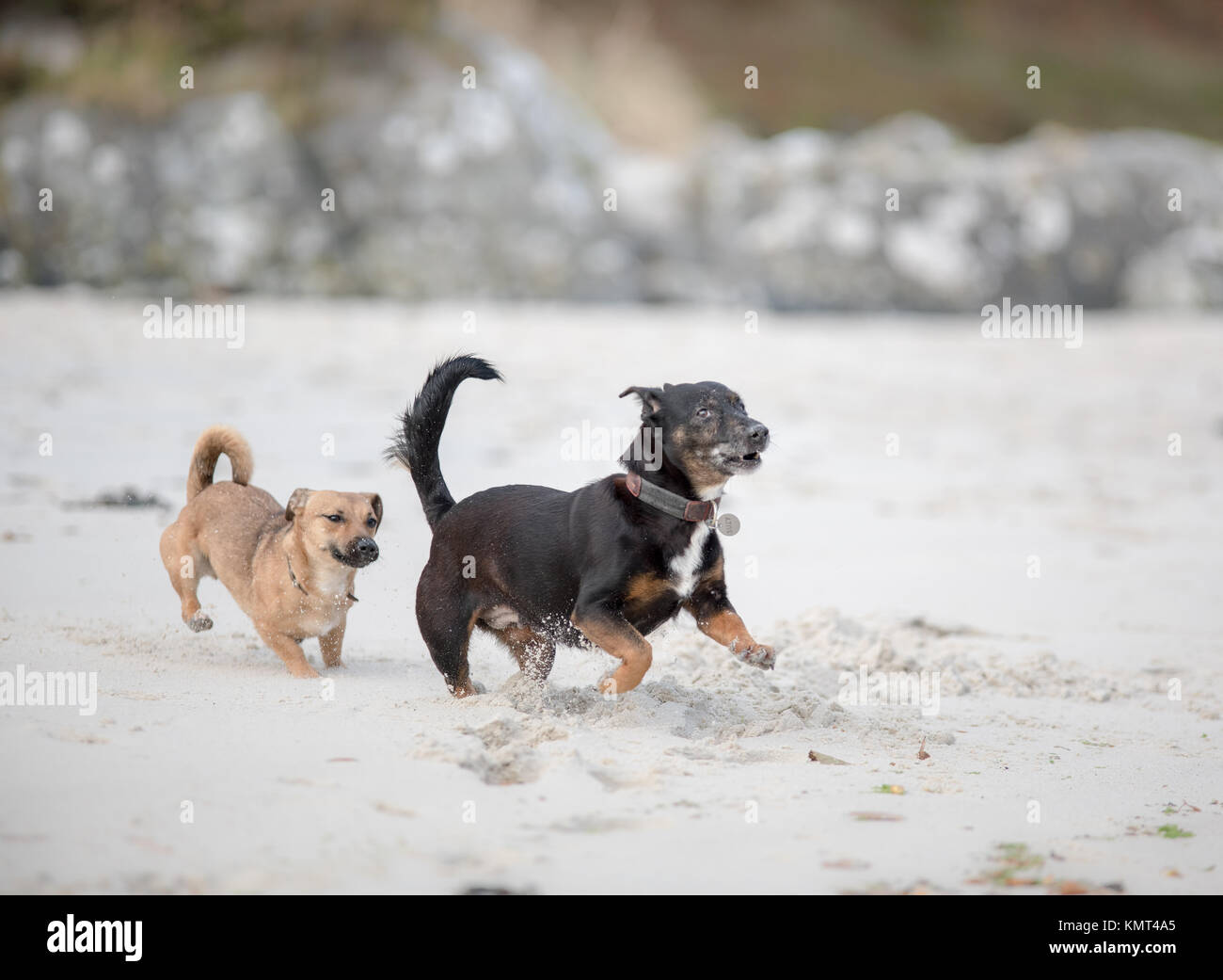 Joyful Dog Chase on a Beach - Two Happy Dogs Playing Stock Photo - Alamy