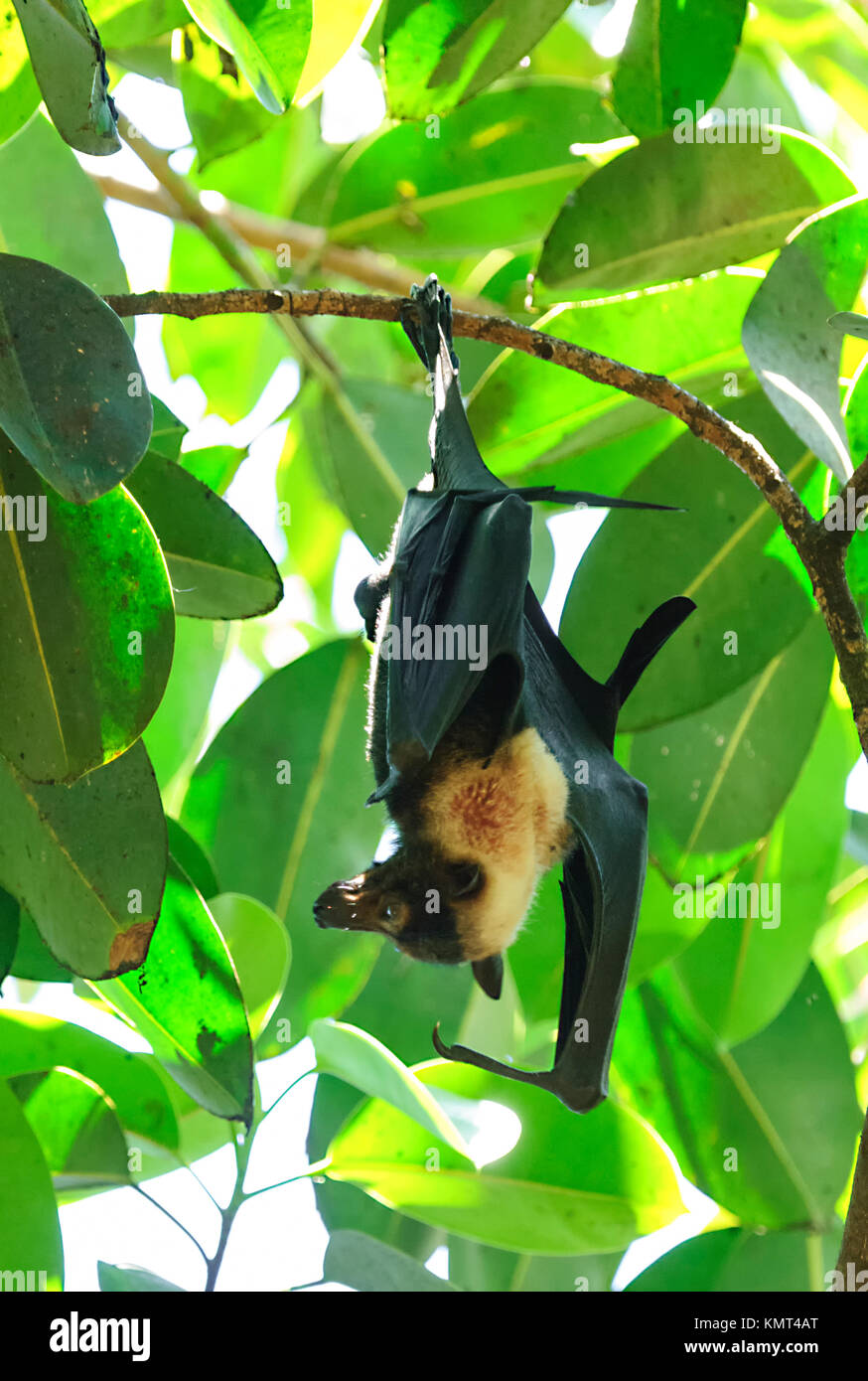 Spectacled flying fox or Spectacled Fruit Bat (Pteropus conspicillatus ...