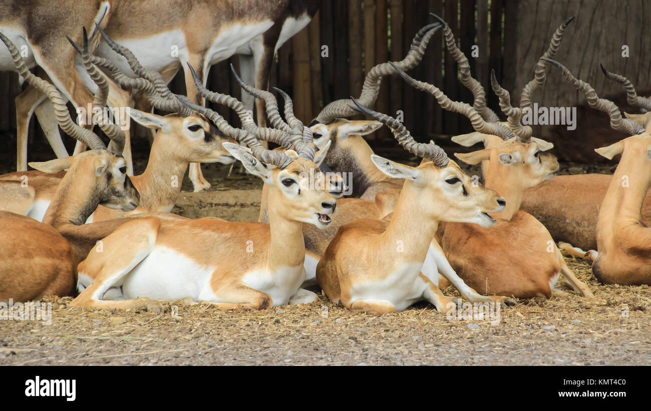 Group of Blackbucks, Indian antelopes lay down on ground Stock Photo ...