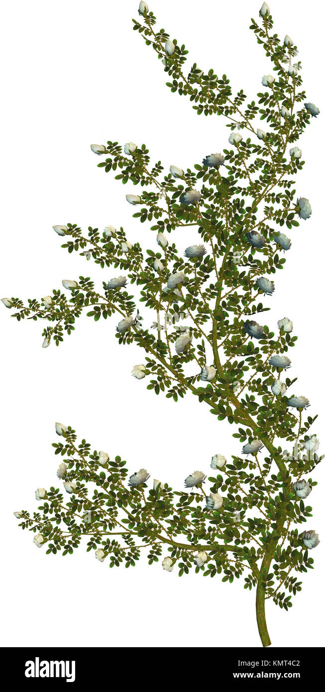 White roses and green vine on a white background Stock Photo - Alamy