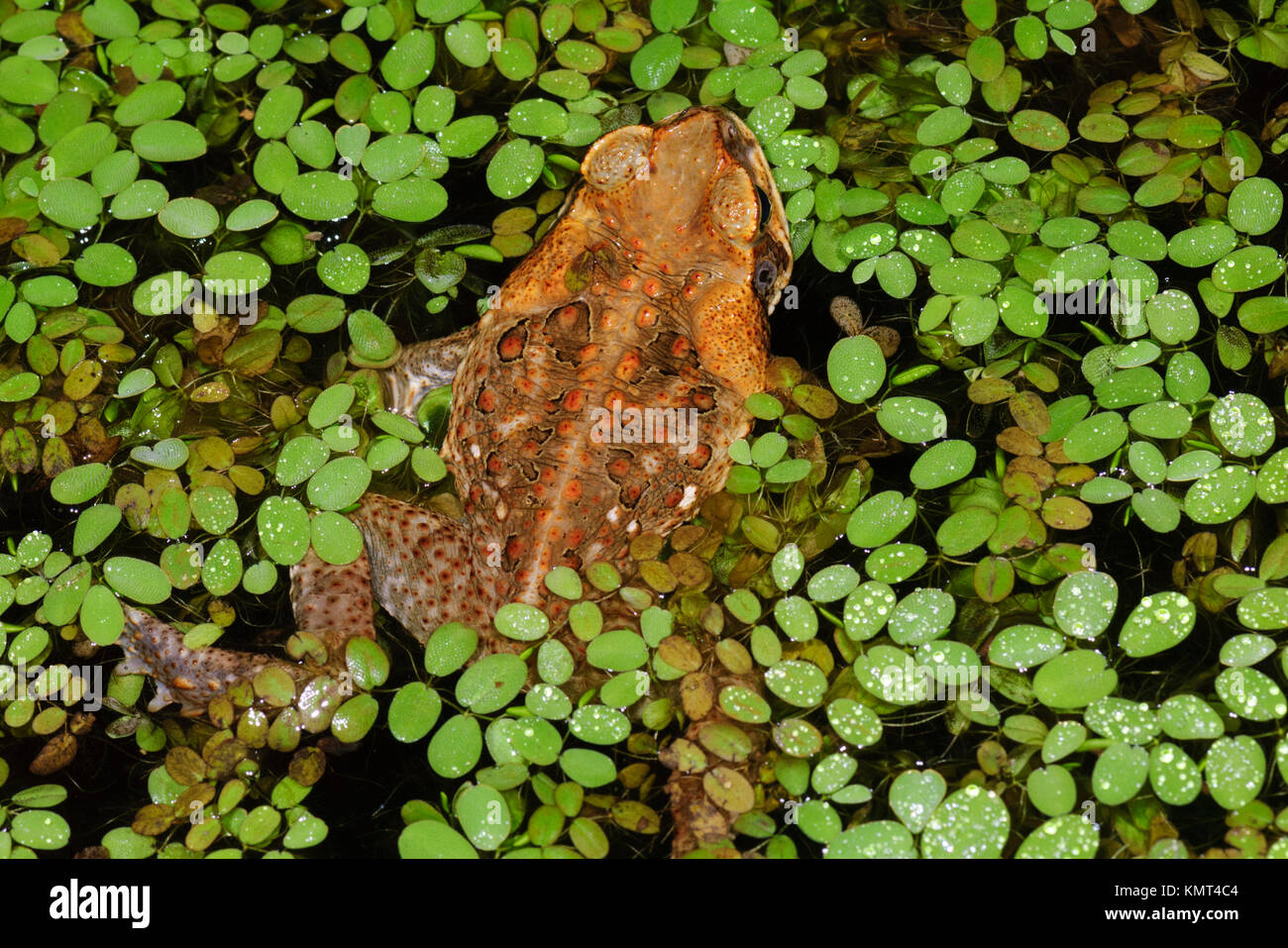 Cane Toad (Bufo Marinus or Rhinella marina) is a pest introduced ...