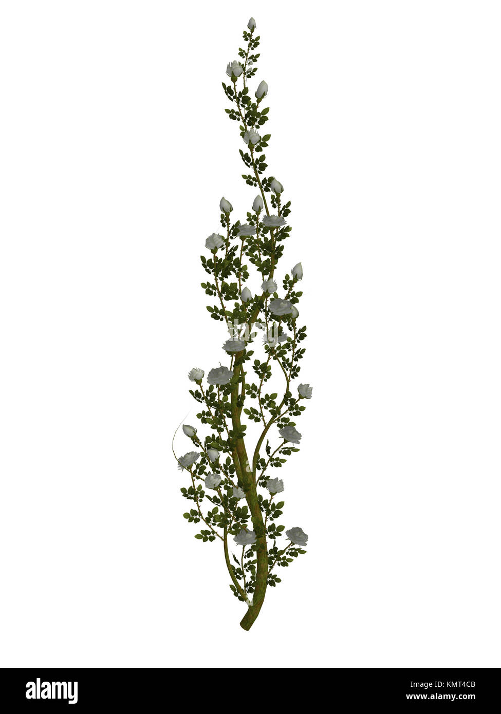 White roses and green vine on a white background Stock Photo - Alamy