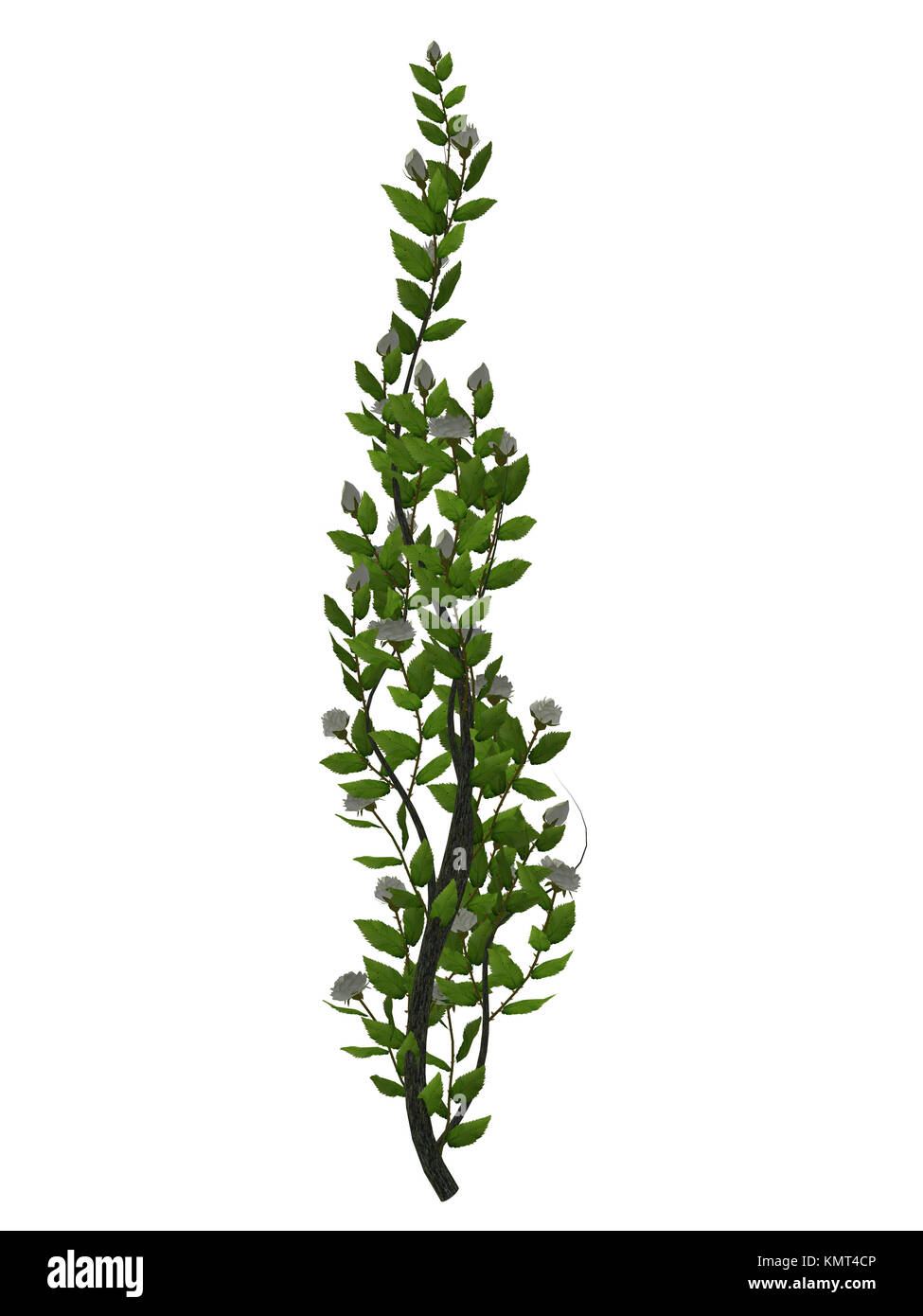 White roses and green vine on a white background Stock Photo - Alamy