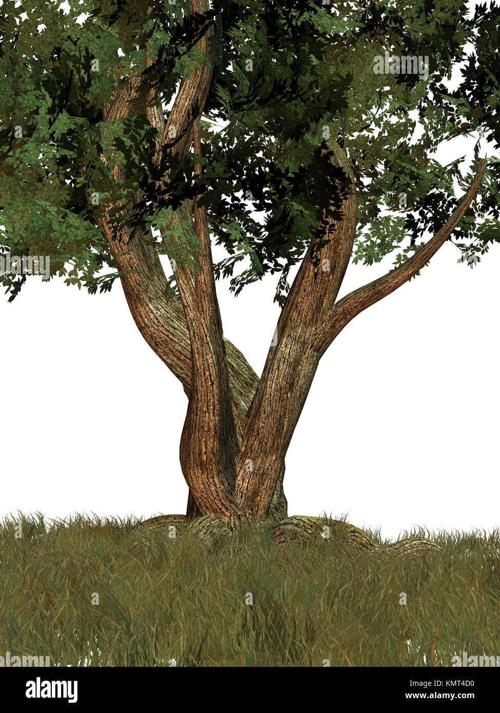 One big tree on a white background Stock Photo - Alamy