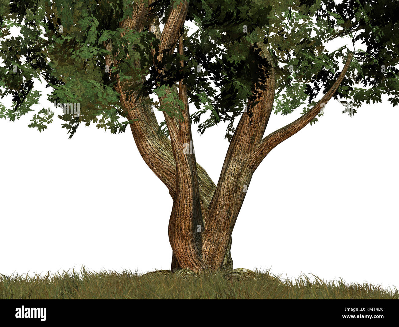 One big tree on a white background Stock Photo - Alamy