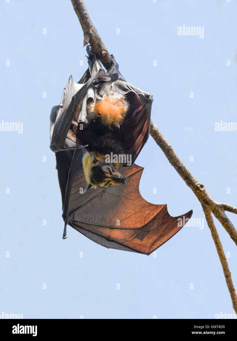 Baby bats australia hi-res stock photography and images - Alamy