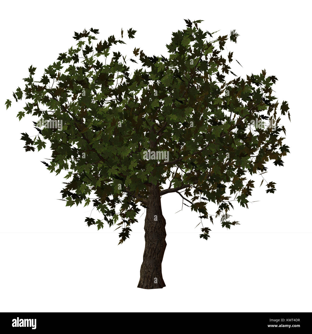 One big tree on a white background Stock Photo - Alamy