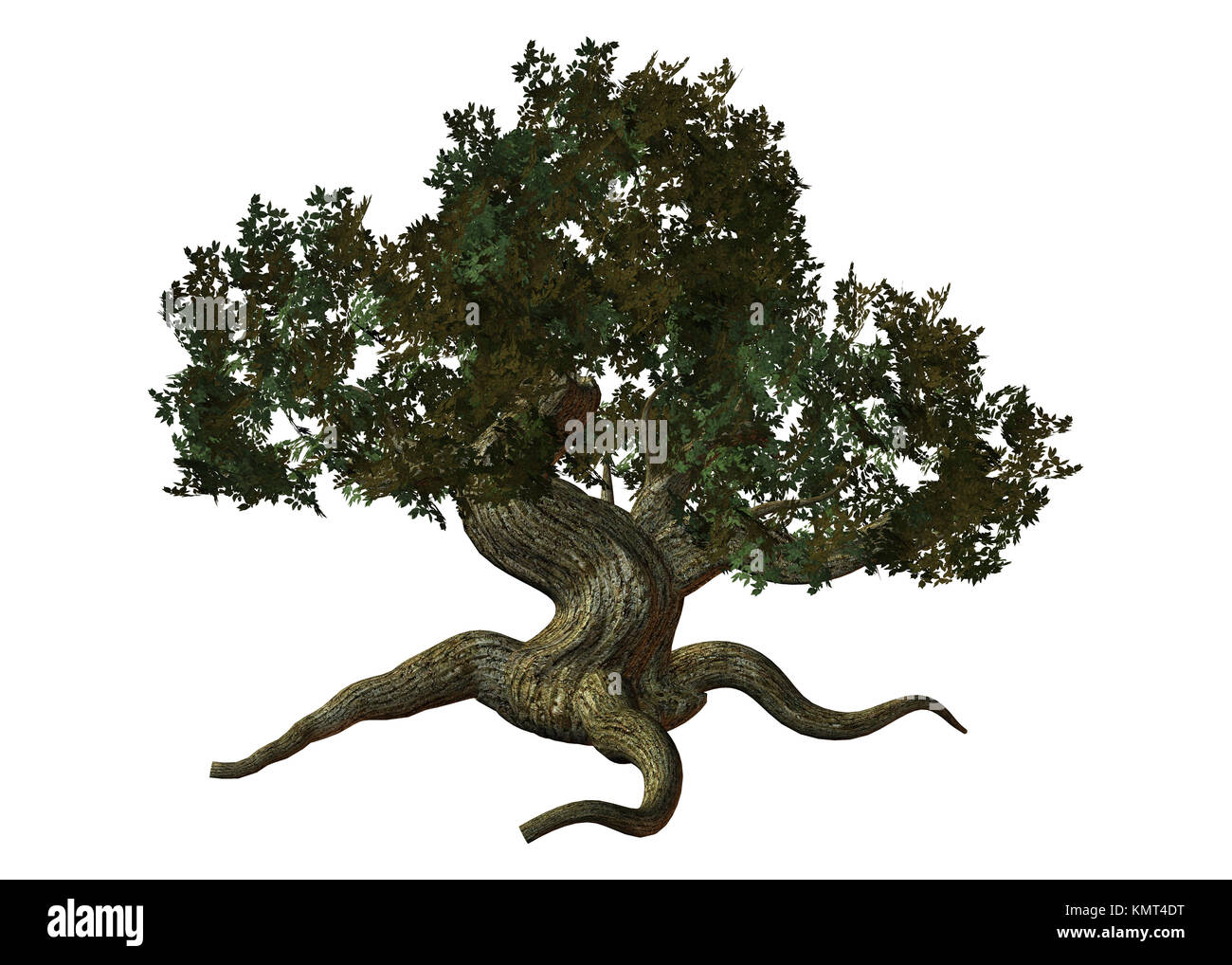 One big tree on a white background Stock Photo - Alamy