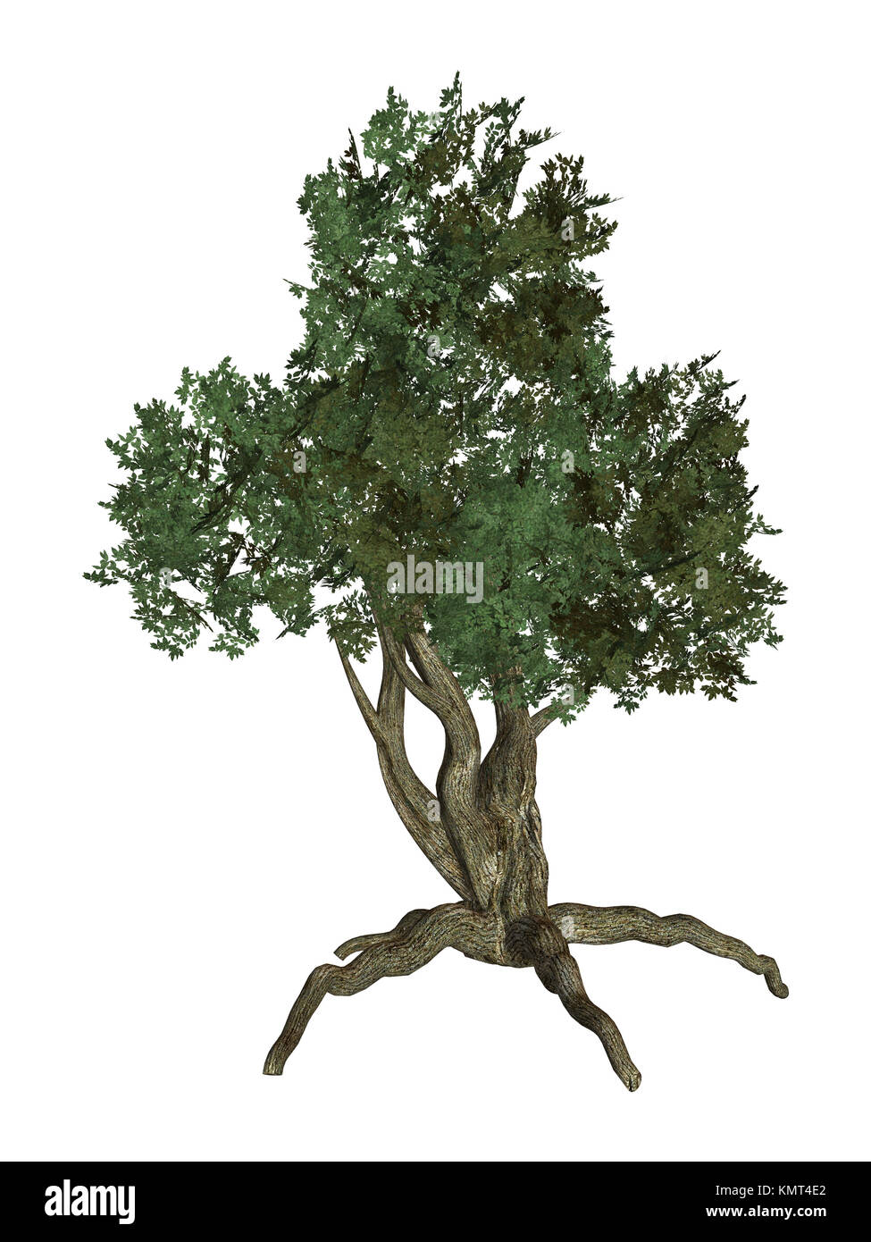 One big tree on a white background Stock Photo - Alamy