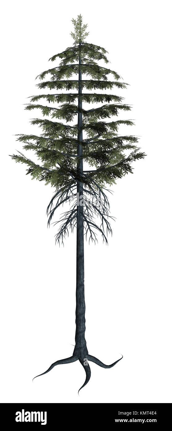 Full Pine tree on a white background Stock Photo - Alamy