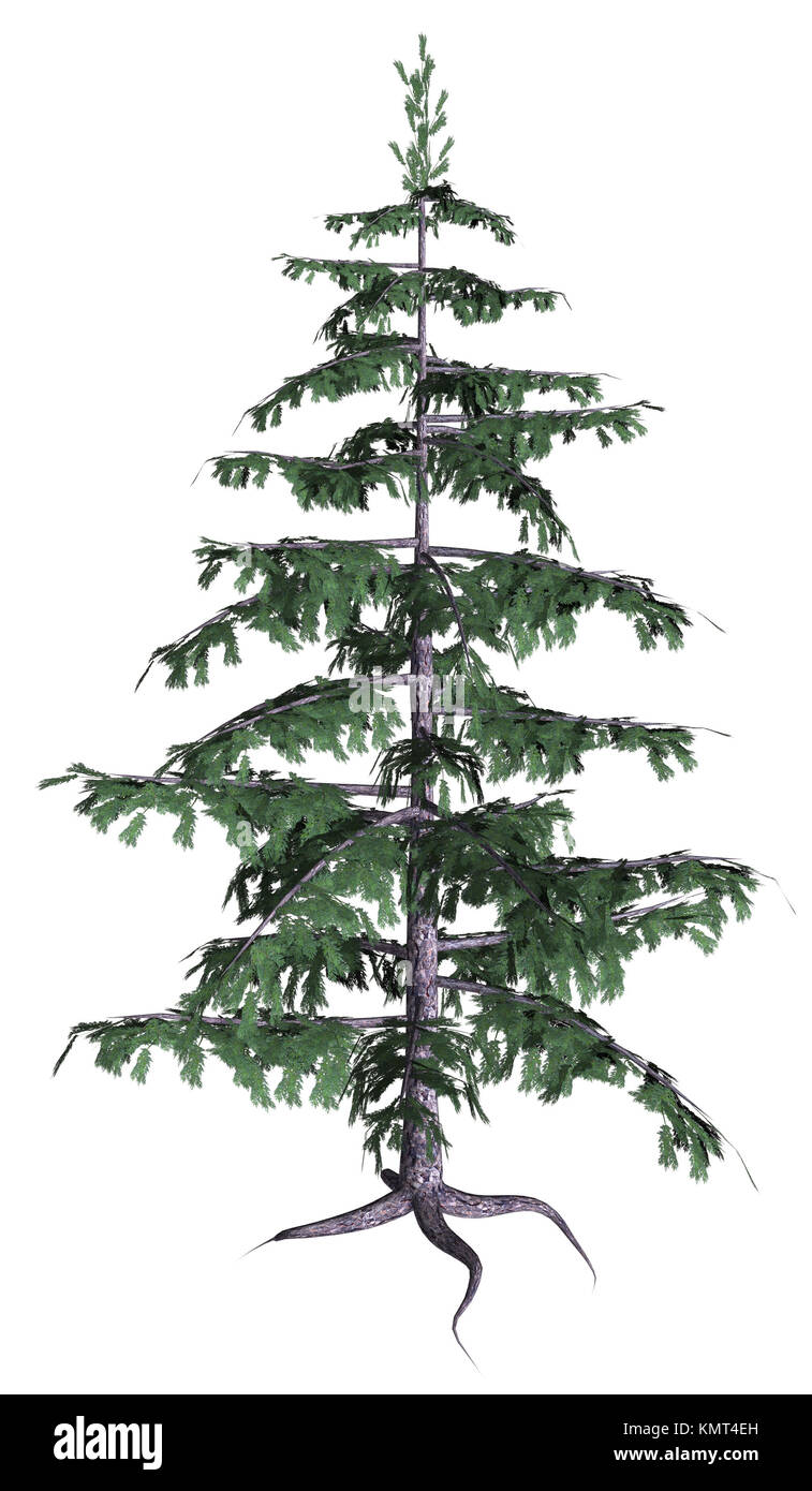 Full Pine tree on a white background Stock Photo - Alamy