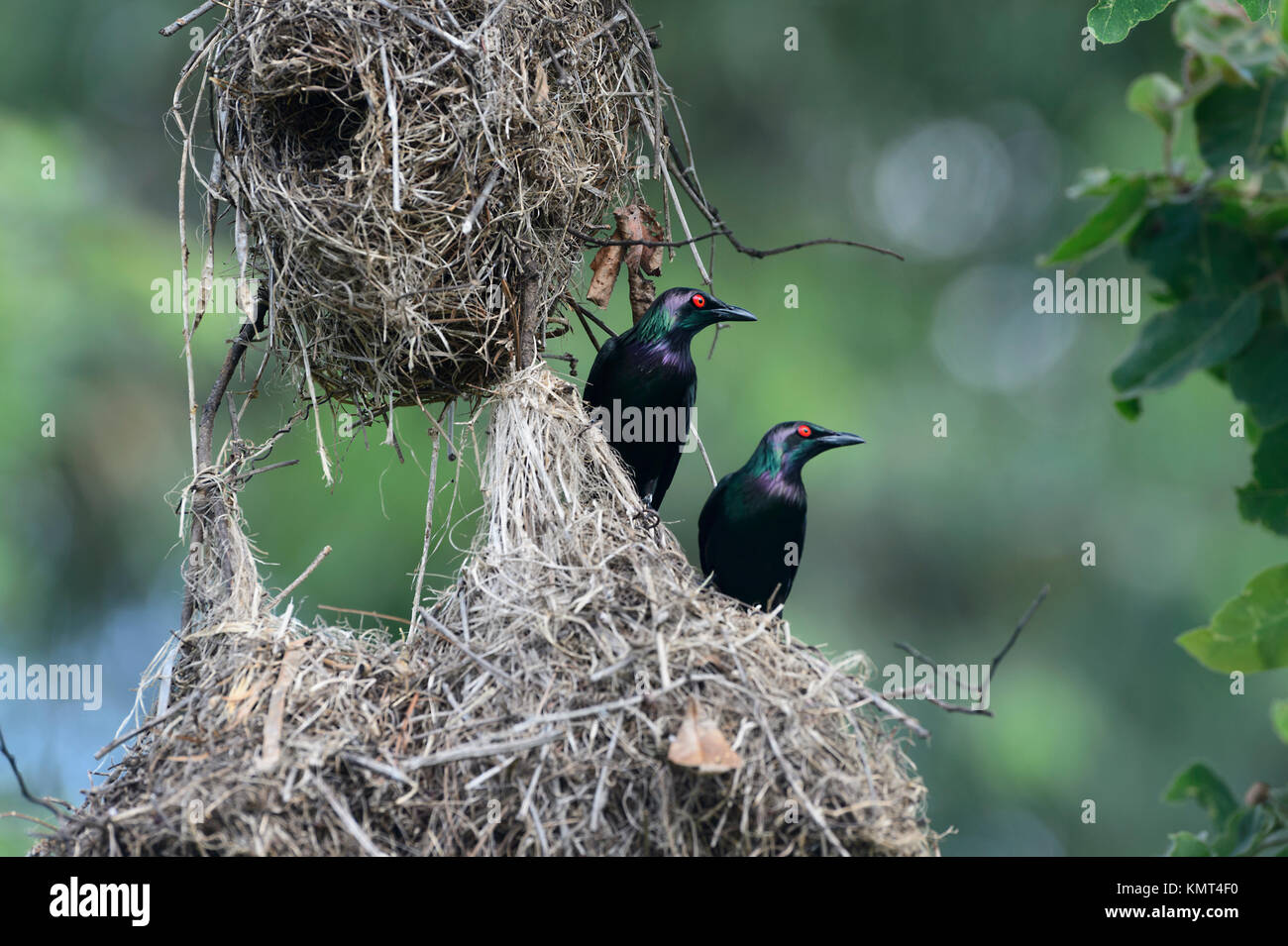 Australian bird nest hi-res stock photography and images - Alamy