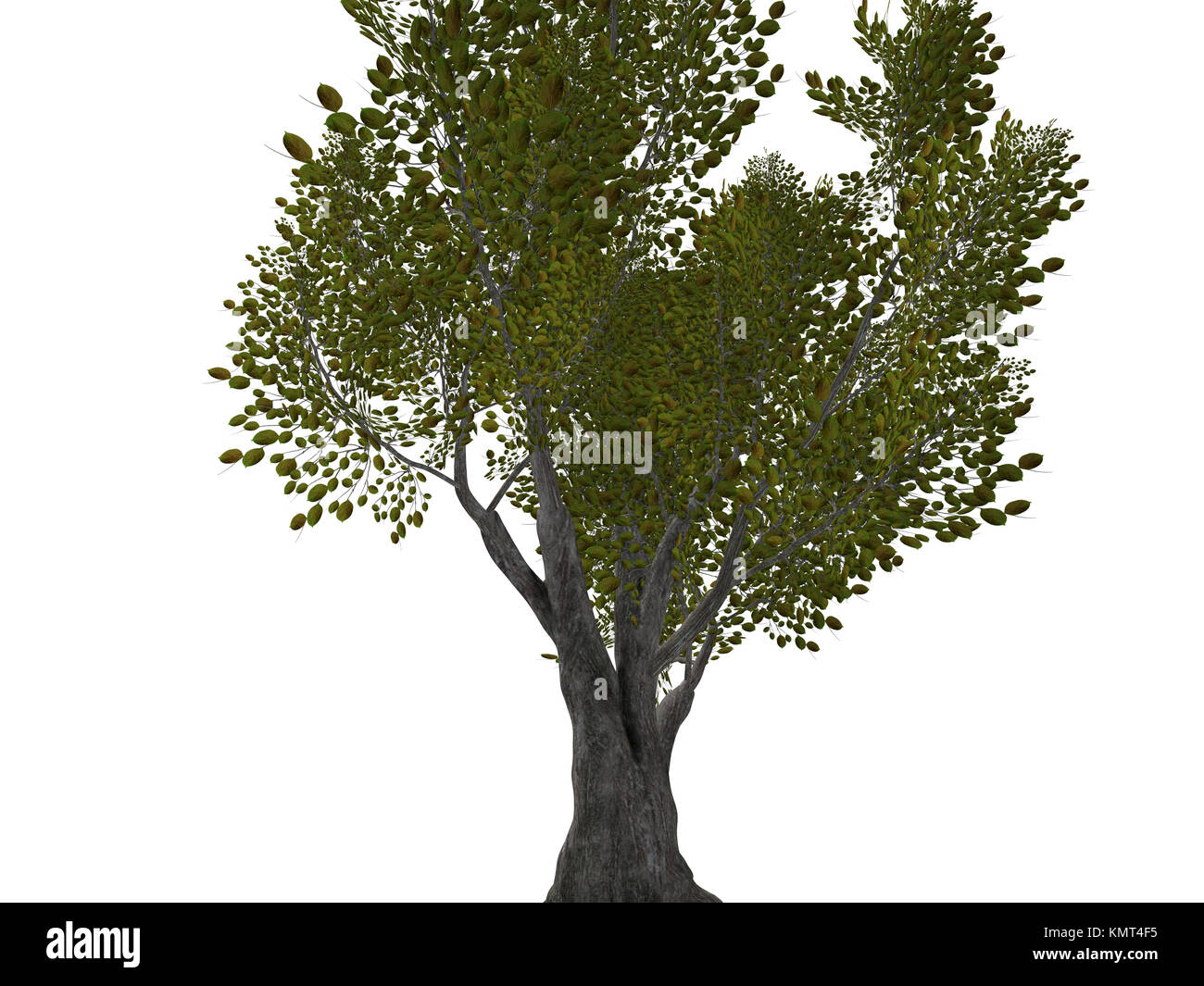 One big tree on a white background Stock Photo - Alamy
