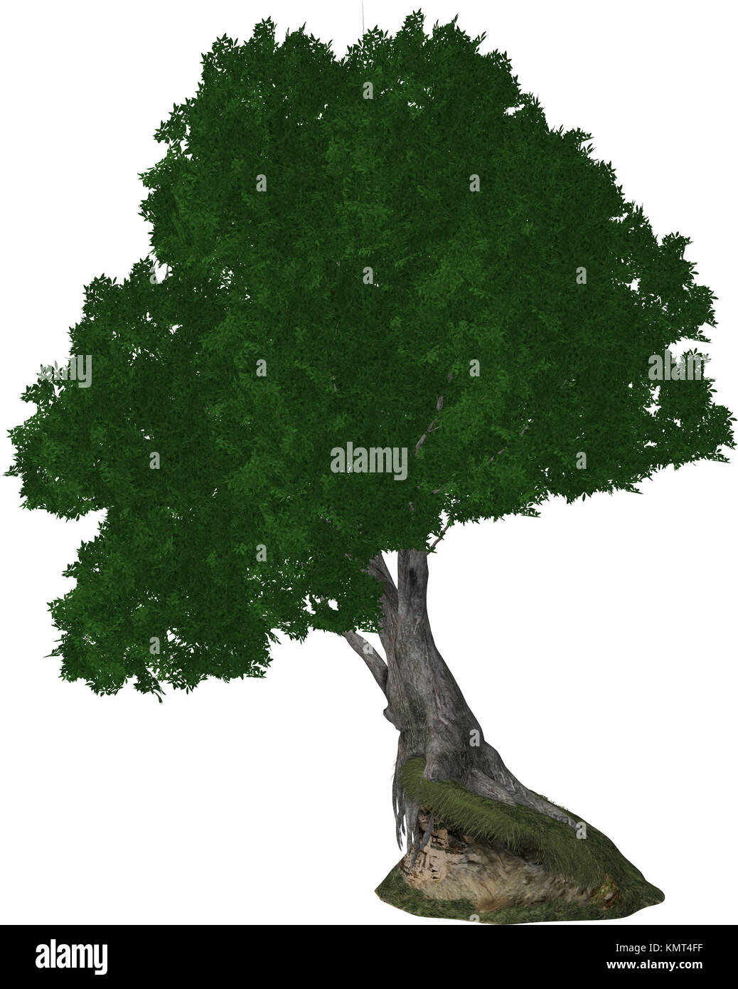 One big tree on a white background Stock Photo - Alamy