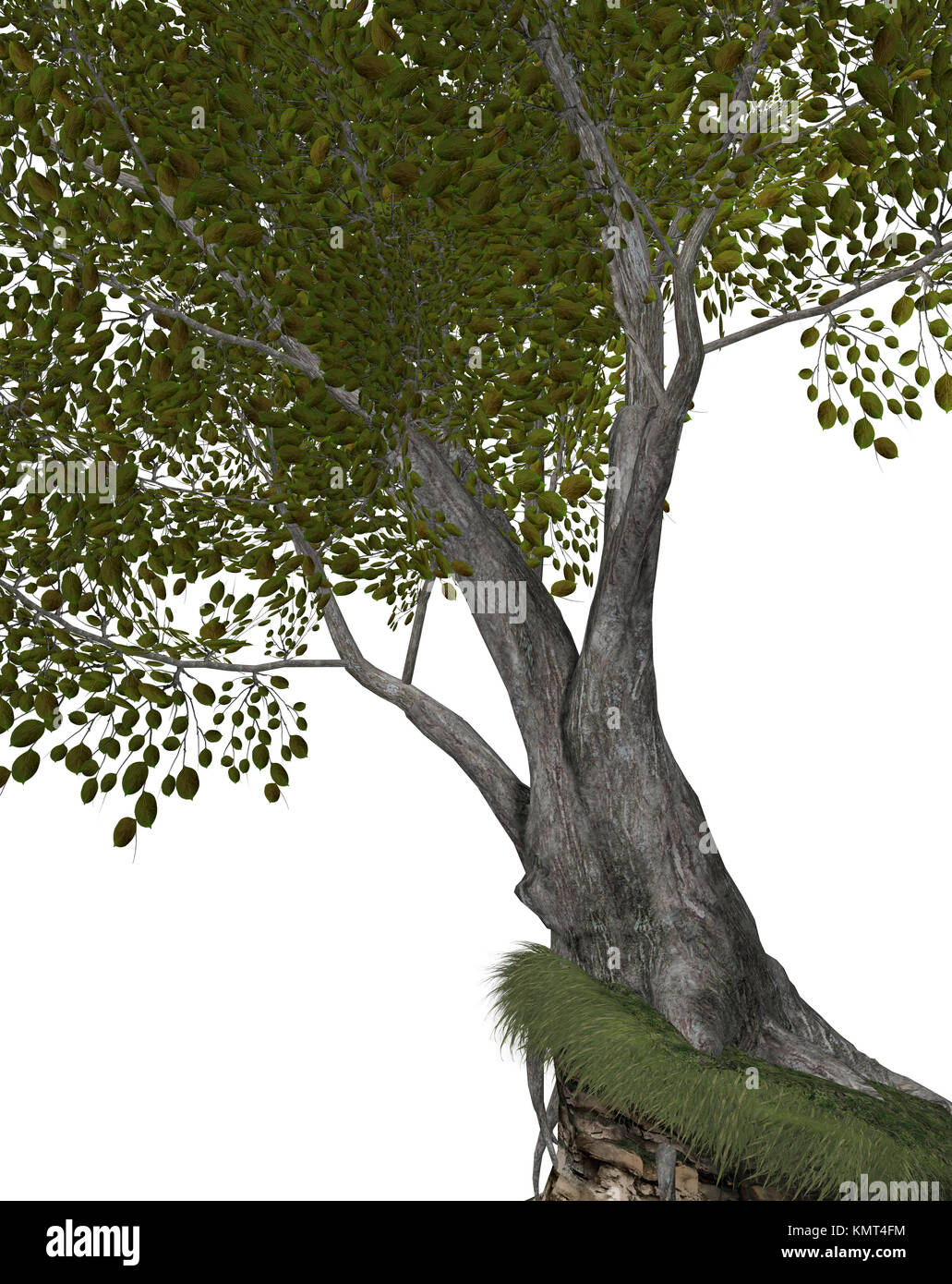 One big tree on a white background Stock Photo - Alamy
