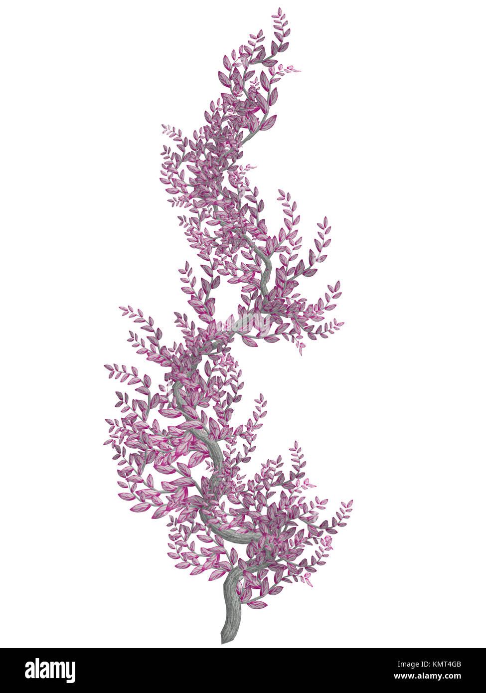 Purple vine with purple bark on a white background Stock Photo - Alamy