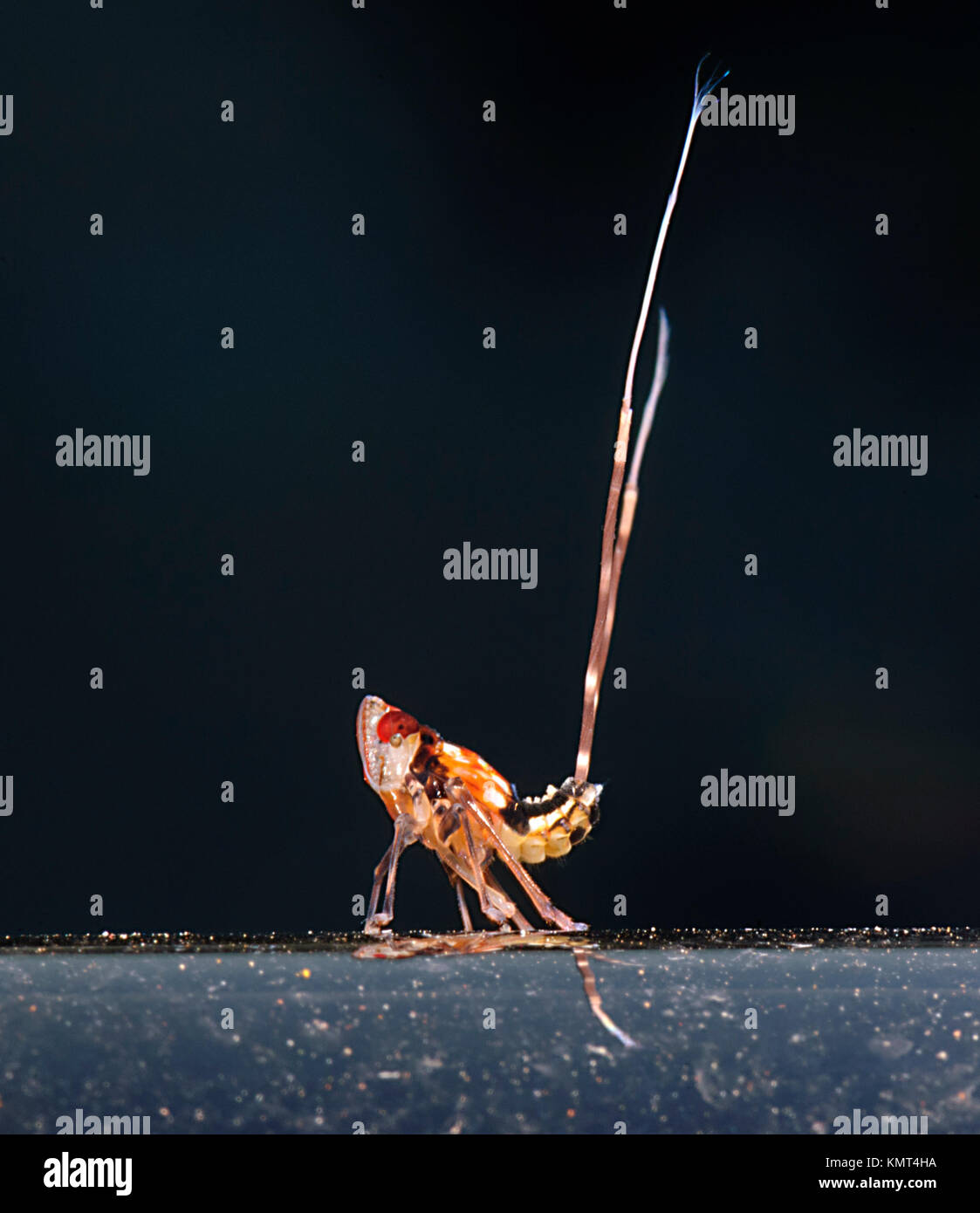 Planthopper nymph (Fulgoroidea), Far North Queensland, FNQ, QLD ...